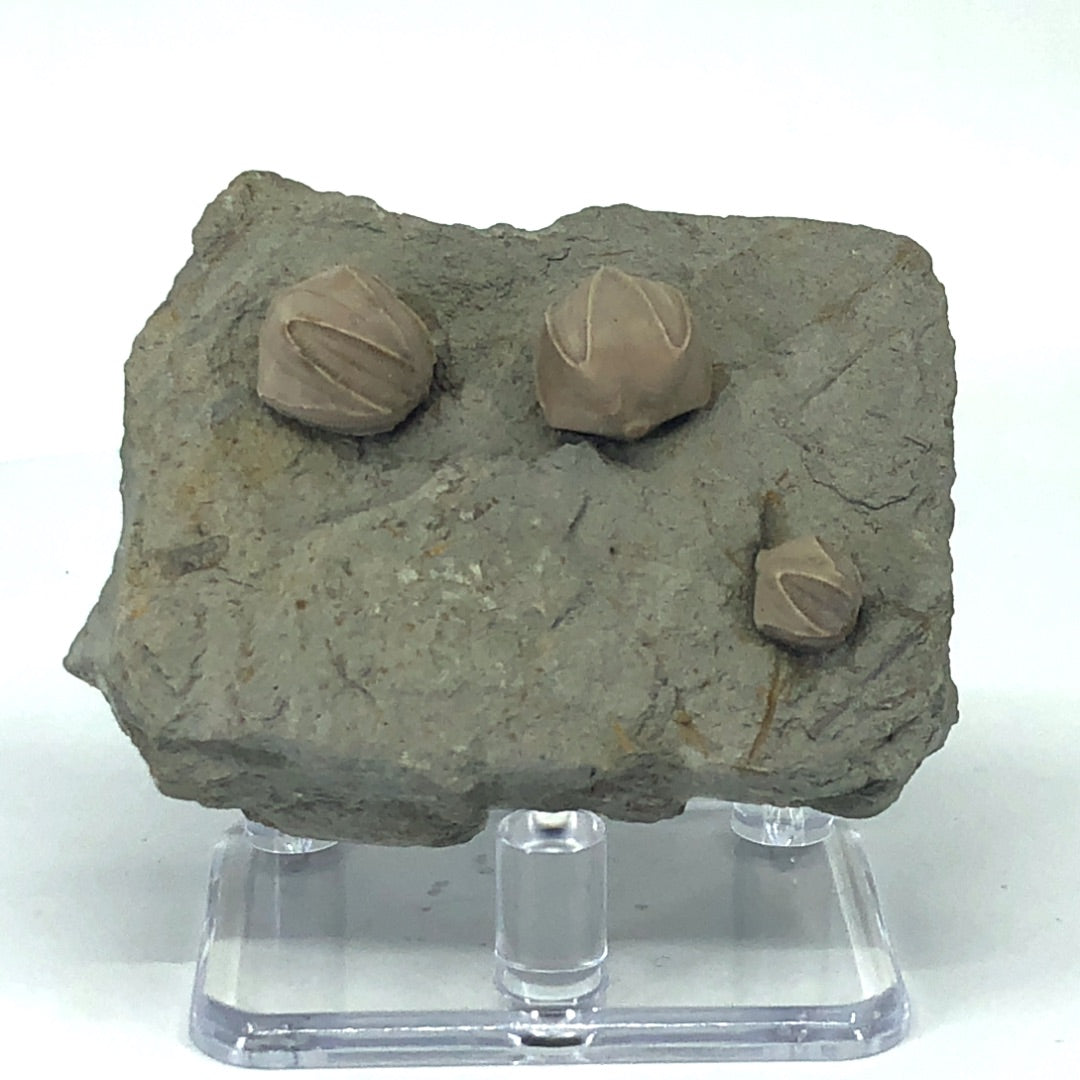 Blastoid – Mineralsnmore.com
